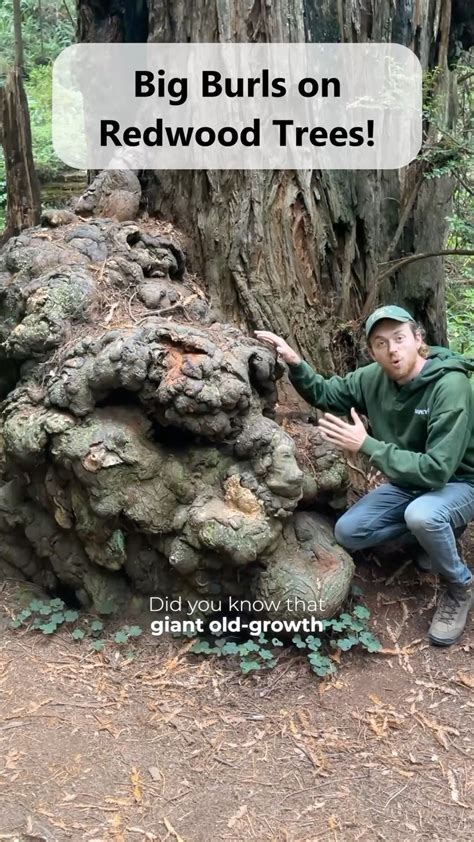 Coast Redwood Sequoia Sempervirens Trees Are Mind Blowing Organisms