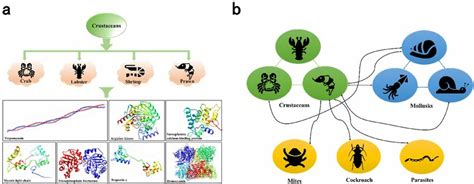 The Classification Of Crustacean Shellfish Three Dimensional Structure