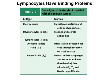 Ppt Protein Function Binding Powerpoint Presentation Free Download