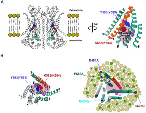 Illustration Of Divalent Cation Effects On Tmem16 Molecules A High Download Scientific