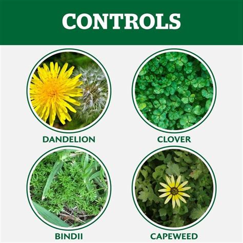 Yates Weed N Feed Click And Grow Starter Kit Bunnings Australia