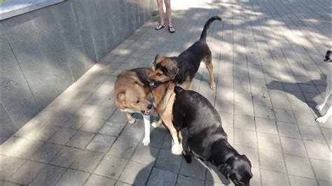 ЖЕСТЬ Собака застряла в собаке Youtube