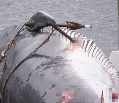 고통은 한 순간 작살포 탓에 편히 잠들지 못하는 고래들