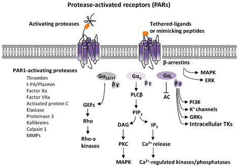 Emerging Roles Of Protease Activated Receptors Pars In The Modulation