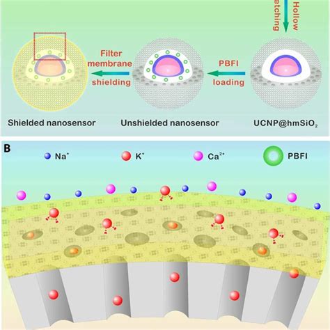 Pdf A Highly Sensitive And Selective Nanosensor For Near Infrared Potassium Imaging
