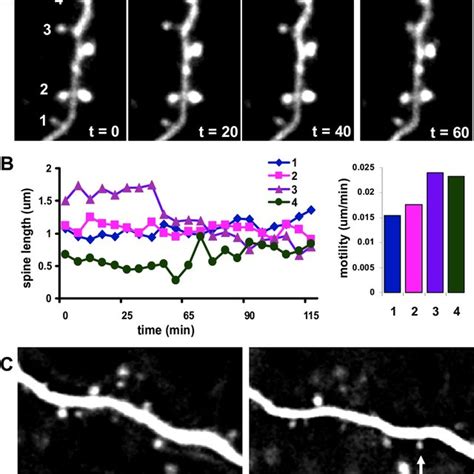 The Architecture Of The Rodent Visual System A Primary Visual Cortex Download Scientific