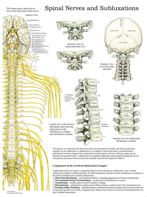 Chiropractic Subluxation Complex Clinical Charts And Supplies