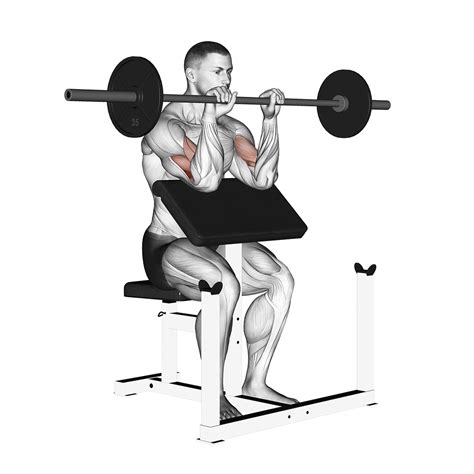 Barbell Reverse Preacher Curl Build Stronger Biceps Fast Fitness Volt