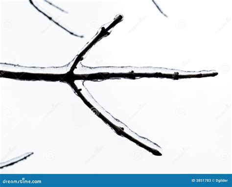 Frozen Tree Branch In Ice Stock Image Image Of Tree Seasonal 3851783