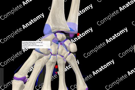 Lunate Articular Facet Of Triquetrum Bone Complete Anatomy
