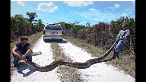 Florida Trapper Catches 15 Foot Python In Everglades Everglades Florida Everglades Florida