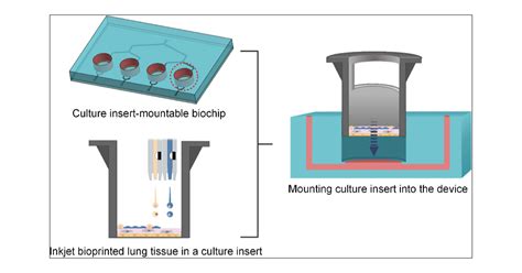 3d Inkjet Bioprinted Lung On A Chip Acs Biomaterials Science And Engineering
