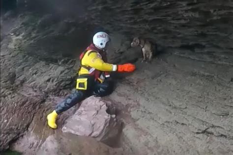 Watch Dog Rescued After Falling 100 Feet From Top Of Cliff In England