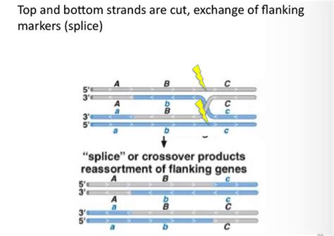 Lecture 7 Dna Replication And Recombination Flashcards Quizlet