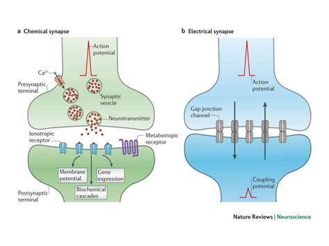 Synaptic Integration Types Of Synapses Epsp And Ipsp