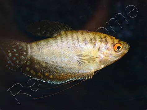 Gouramis Trichogaster Trichopterus Asia
