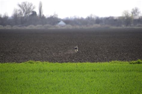 Premium Photo Hare Running Across The Field Is A Hare A Frightened Hare