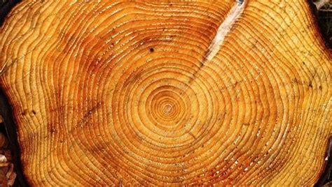 How To Determine Tree Age A Quick Guide