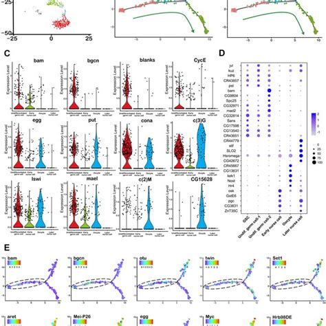 identification of gscs and germ cell subclusters a tsne plot