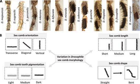 3 Morphological Variation Observed In Bs Among Drosophila