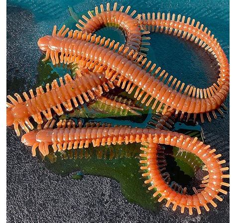 Artificial Worm Baits Hook Line And Tackle