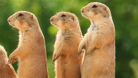 Do Different Gopher Species Have Unique Behaviors Gopher Nuts Do Different Gopher Species Have Unique Behaviors Gopher Nuts