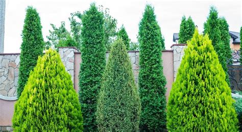 11 Best Fast Growing Trees For Privacy And Considerations When Choosing
