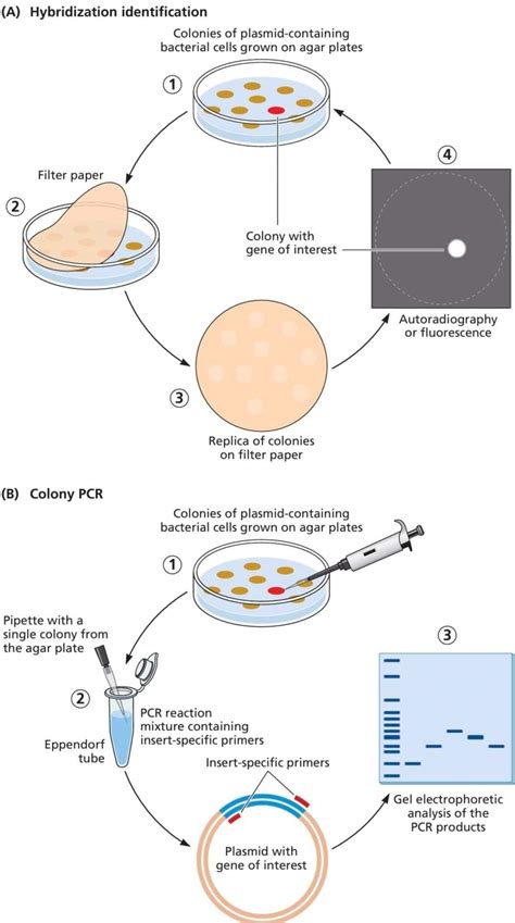 Hanaa Fayed On Linkedin Identifying The Colony That Carries The Gene Of Interest‼️ A Nucleic…
