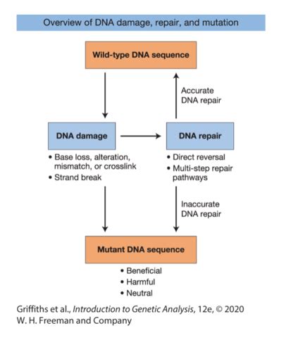 Chap DNA Damage Repair And Mutation Flashcards Quizlet