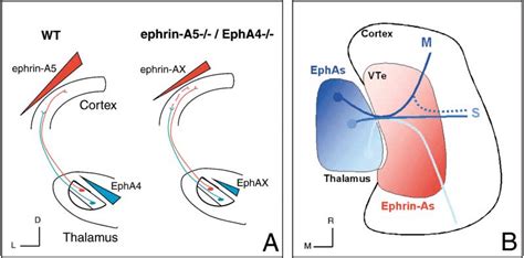 Differential Use Of Ephrineph Genes For The Generation Of Specificity