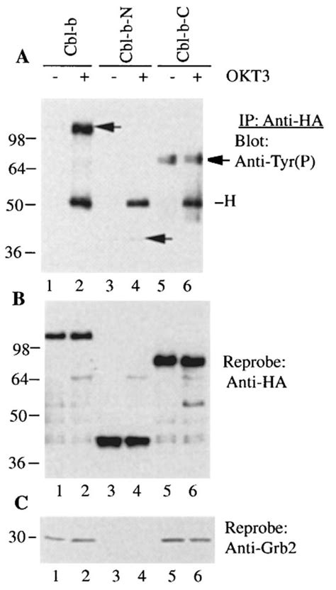 Mapping Of Grb2 Binding Region In Cbl B A Plasmids Encoding