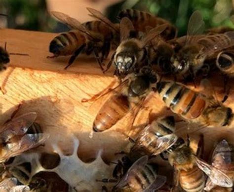 Honey Bee Queen Mating
