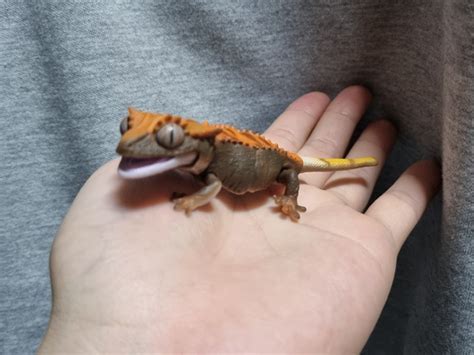 생물대도감 레쁘띠 게코들 피규어 갤러리