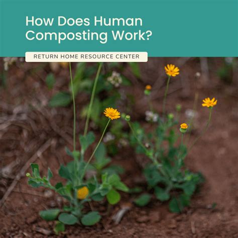 How Does Human Composting Work Exploring The Process Inside And Out Return Home