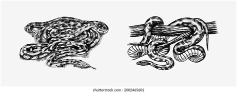 Boid Snake Images Stock Photos Vectors Shutterstock