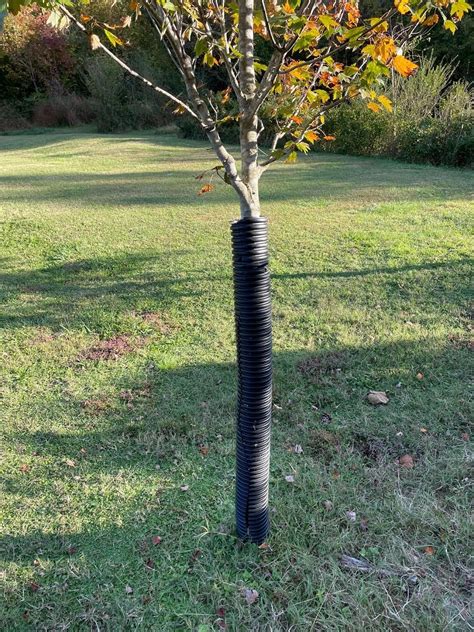 Protecting Babe Trees From Deer Damage Root Nashville