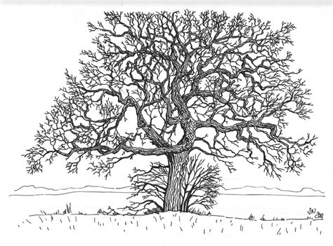 Дерево Для Срисовки 61 Фото