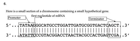 Solved If This Dna Segment Were To Be Transcribed