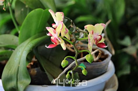 한 화분의 호접란 새순에서 5개의 활짝 핀 꽃 변화 시니어매일