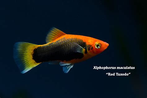 Xiphophorus Maculatus Aquarium Pond Water Plants And Fish Supplies