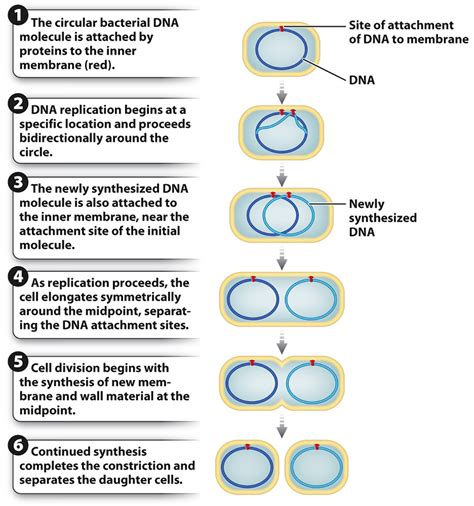 Asexual Fission 🔬 Exploring Binary Fission The Amazing World Of