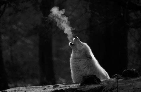 Я одиночка Я люблю спокойную и тихую жизнь В моей жизни всего лишь несколько человек которые