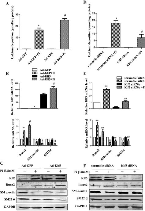 Klf5 Mediated Runx2 Expression And Vsmc Calcification A Download