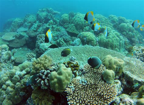 Grasslands Dive Site In Palau