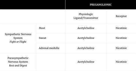Neurons Receptors And Physiologic Ligandstransmitters Medicine