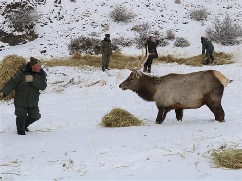 ФОТО Говь гурван сайхан байгалийн цогцолборт газрын зэрлэг амьтдад зориулан 120 боодол өвс