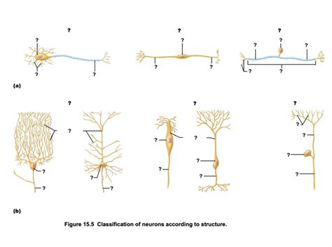 Classification Of Neurons According To Structure Diagram Quizlet