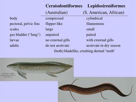 PPT Class Sarcopterygii Coelacanths Lungfishes Lobed Fins Bony