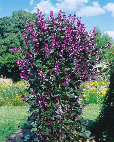 Fasole Decorativa Dolichos Lablab Ruby Moon