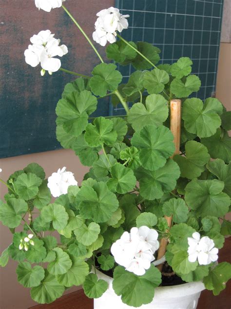 Герань с белыми цветами 64 фото